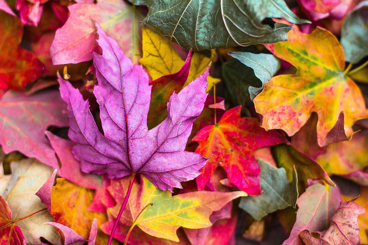 Herbstlaub im Garten: 5 Tipps für die bunte Pracht - Das Online-Magazin ...